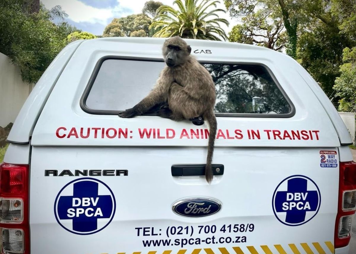 Viral TikTok captures baboon opening car like a human – watch