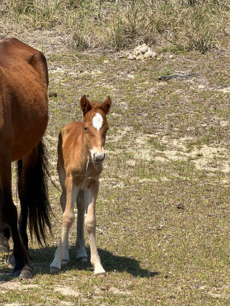 Three foals born so far this season on Shackleford Banks
