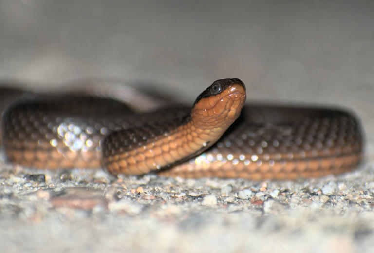 Slithering toward extinction: Deadly diseases could wipe out ...