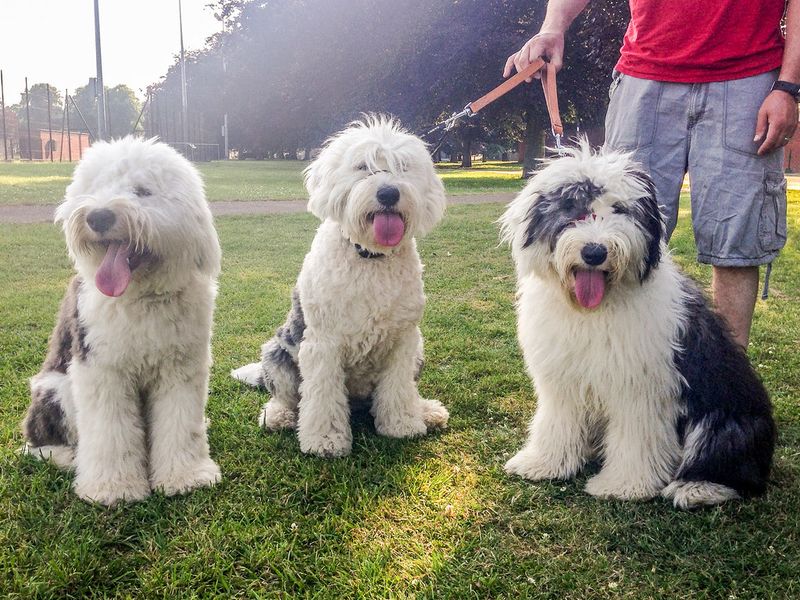 9 breeds fading from the spotlight, plus 3 climbing the popularity rankings
