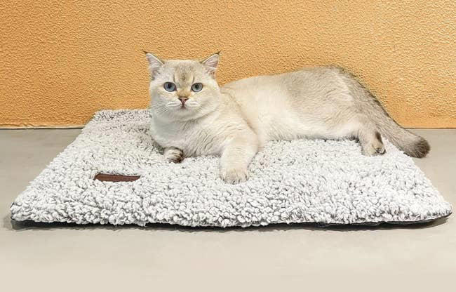 If your cat is the light of your life, you'll want these 30 items from ...