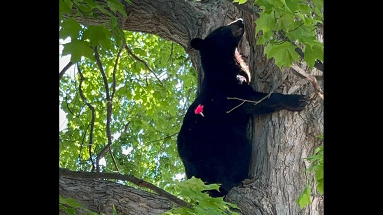 Tranquilized bear falls 18 feet onto pole vault pad in Mount Pleasant