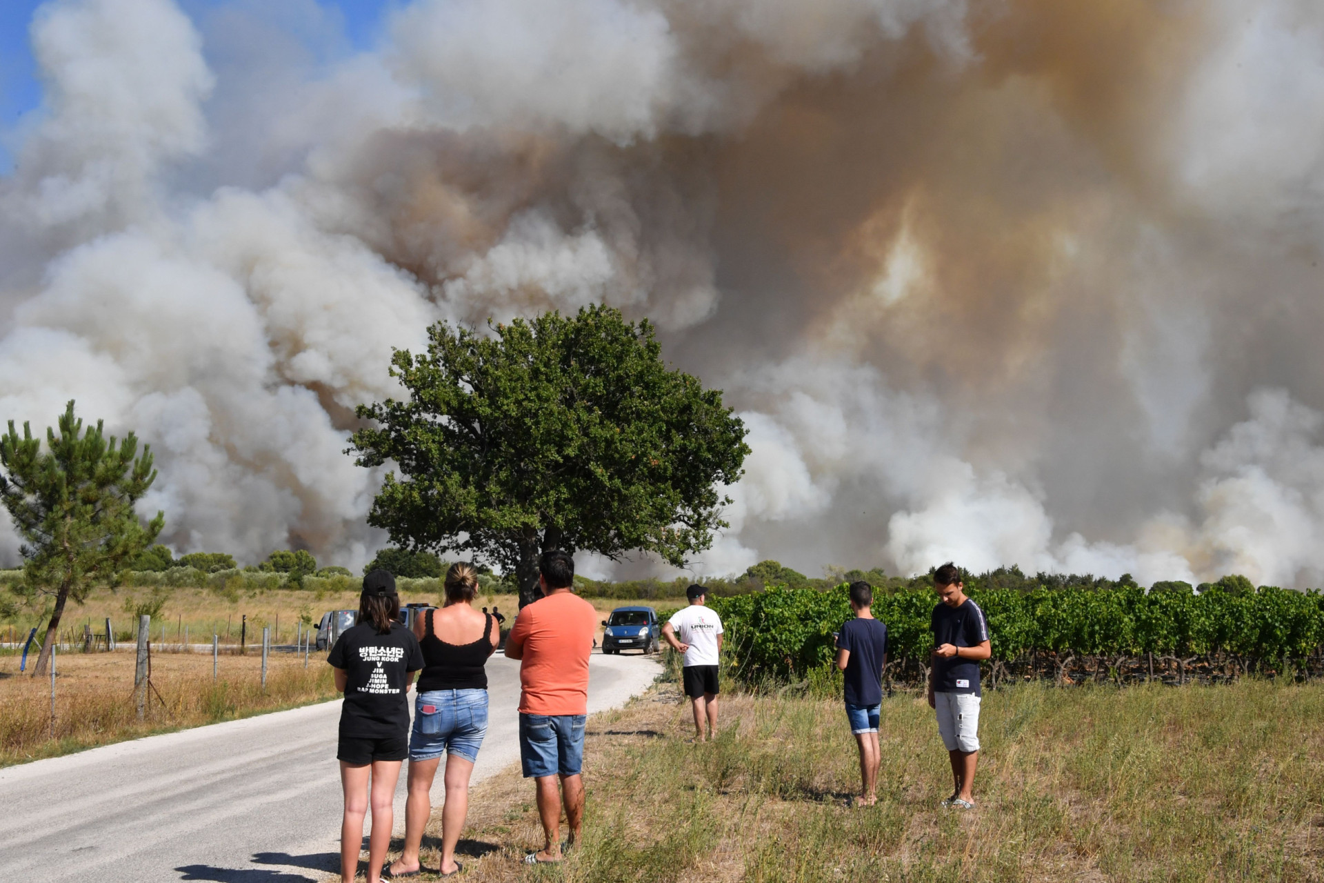 Why is France destroying 30,000 hectares of vineyards?