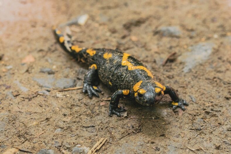 5 weird things people once believed about animals