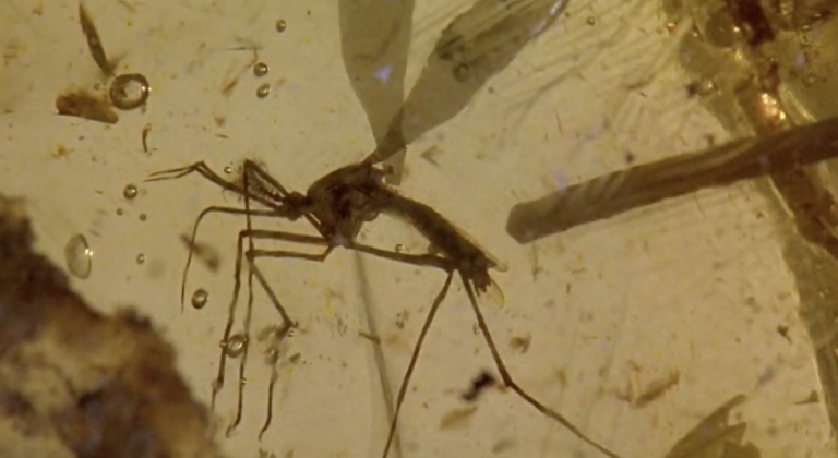 Could Jurassic Park happen in real life?