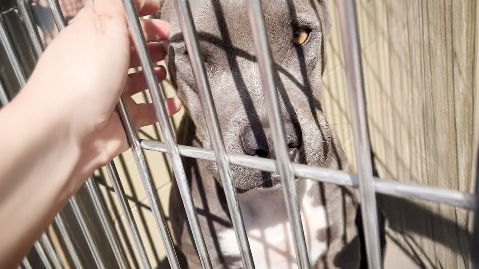 Shelter pittie melts into rescuer after being saved