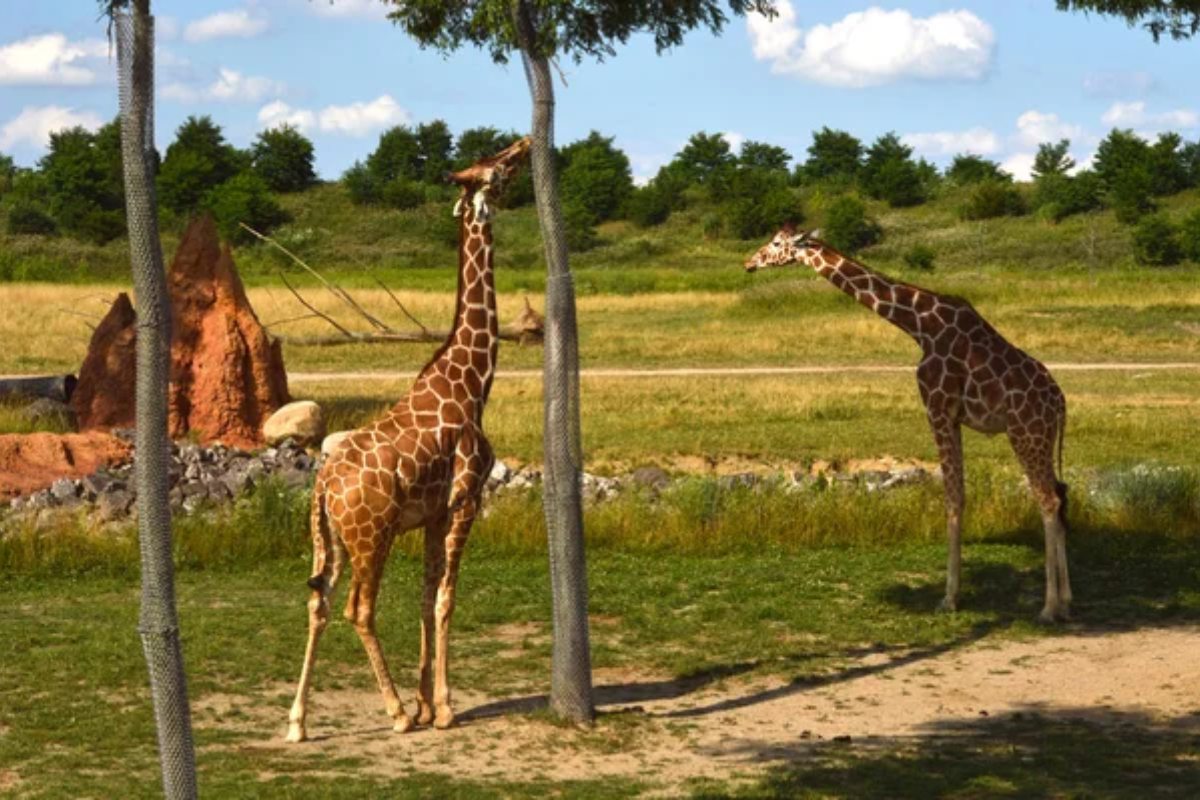 20 drive-thru wildlife safaris across America
