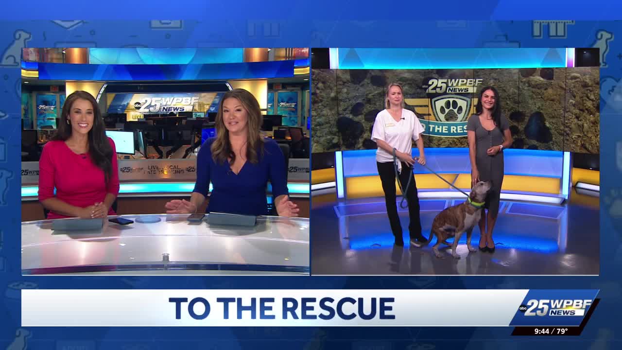WPBF to the rescue: Helping animals find forever homes