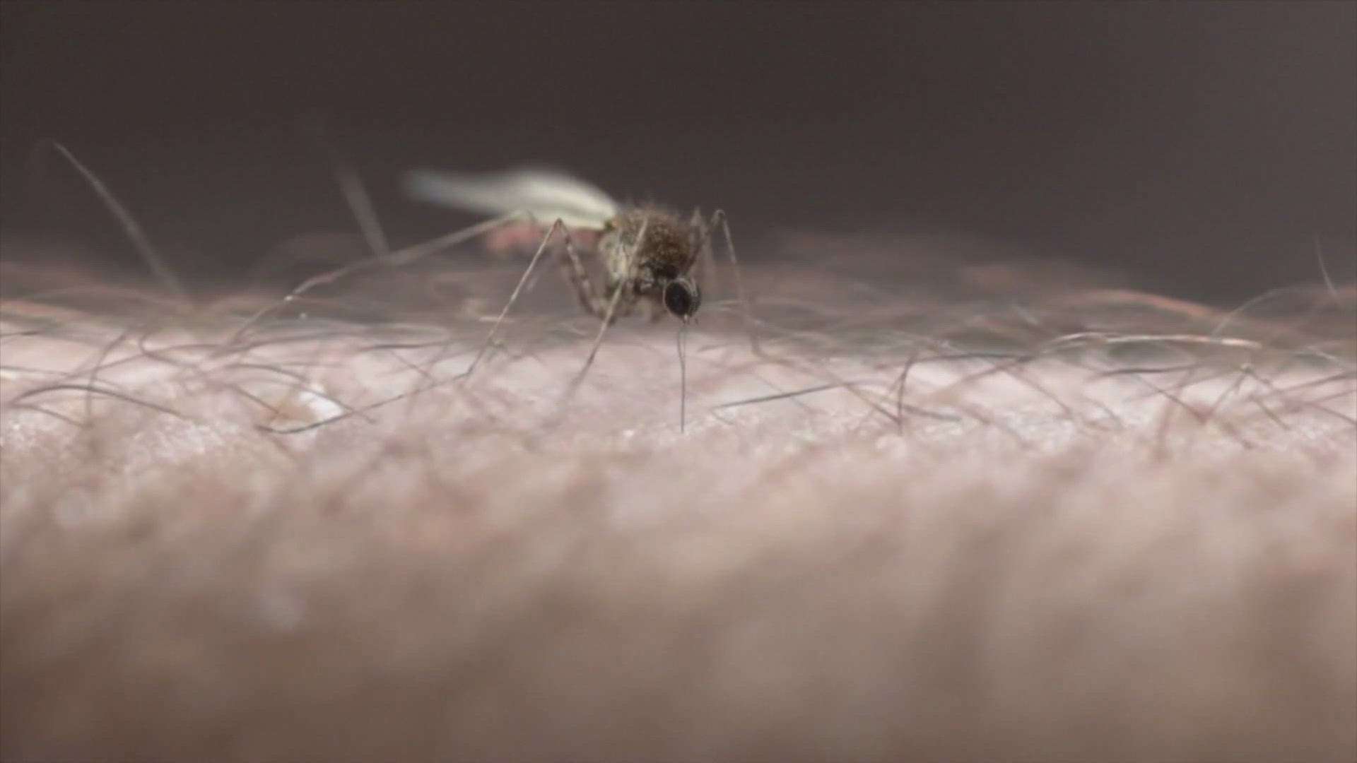 Latest headlines | 1st human case of West Nile virus reported in ...