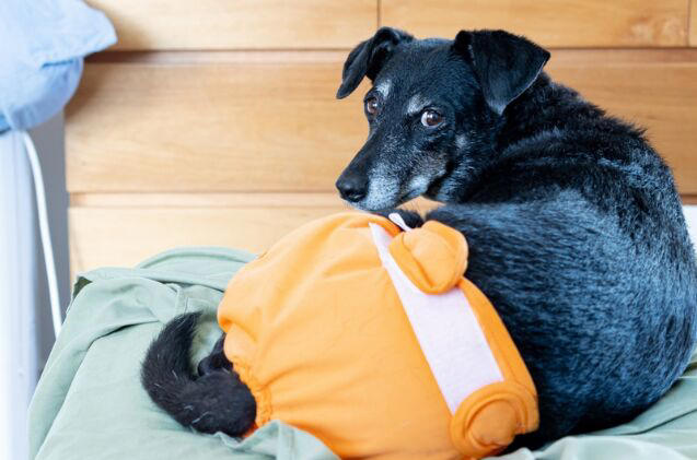 Why has my senior dog started having accidents indoors?