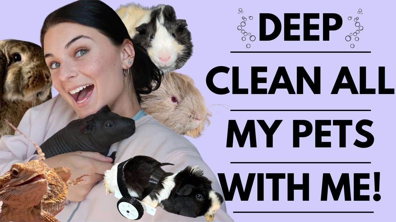 Deep cleaning my small pets step by step