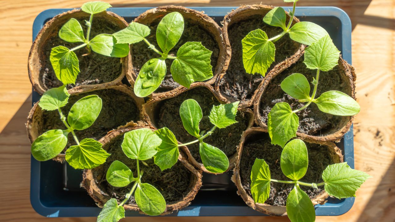 Don't transplant seedlings until you see true leaves or your plants ...