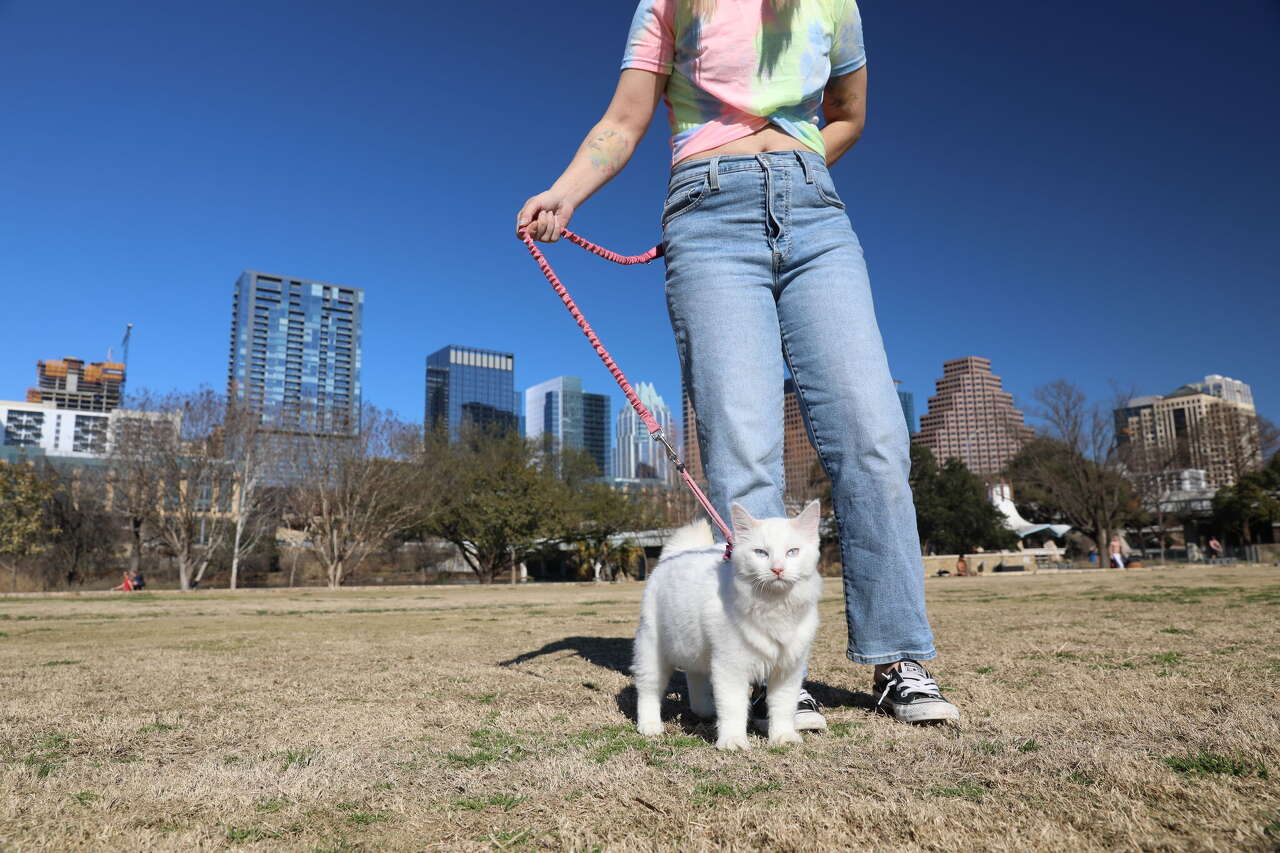 This Austin woman's cat died unexpectedly. She spent $25K to clone her.