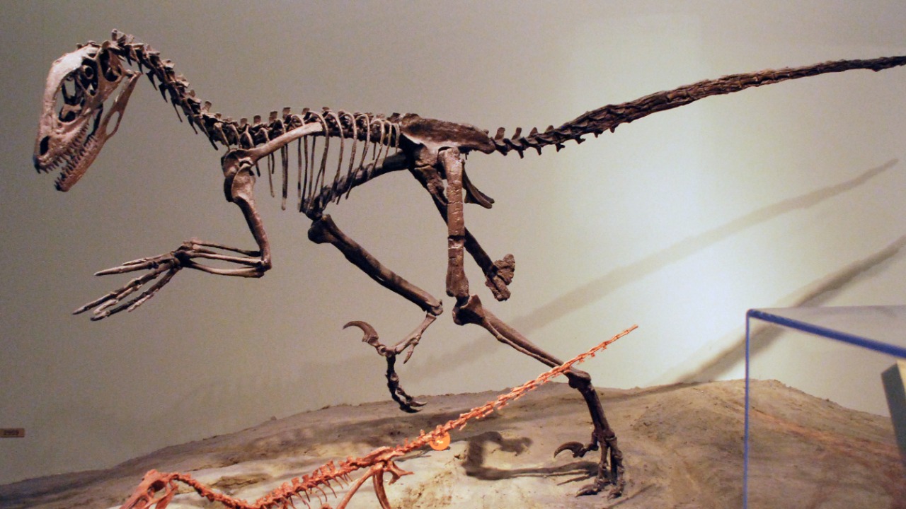 A South Korean baby dinosaur named Doolysaurus huhmin was pulled from ...