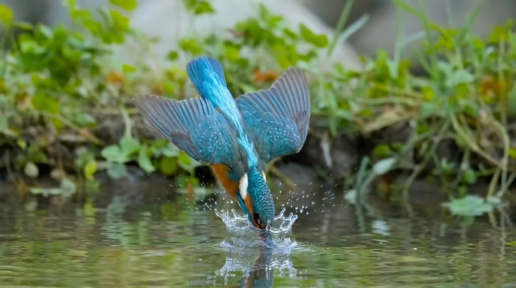 Watch what happens when nature creates the ultimate dive-bombing assassin