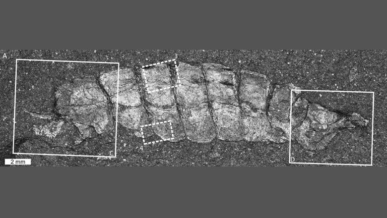 Shelved museum specimen overturns theories on ancient marine mass ...