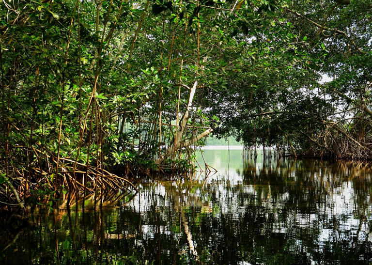 Rising seas could eventually drown mangroves and release carbon