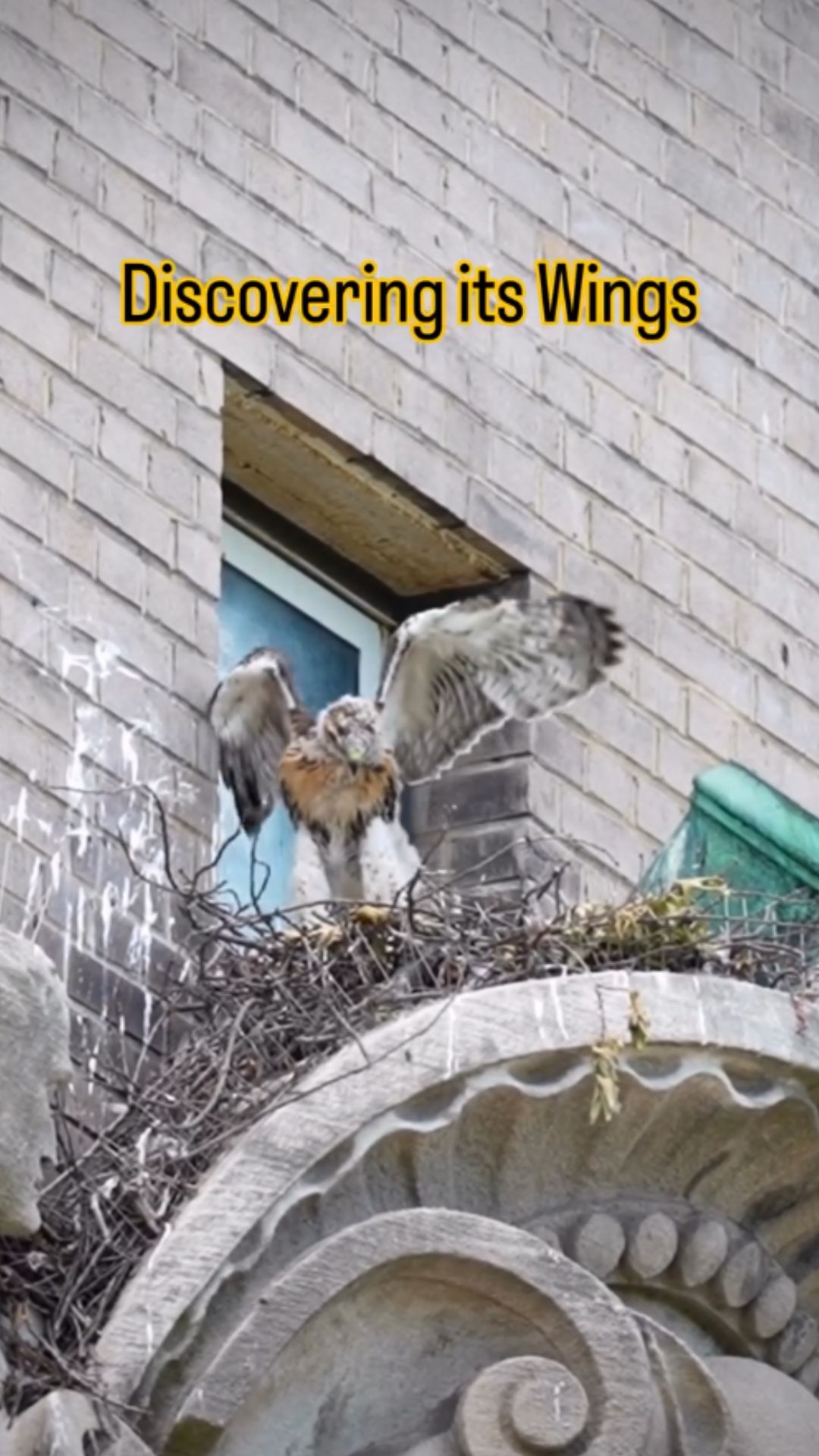 Capturing a red-tailed hawk’s first flight attempt