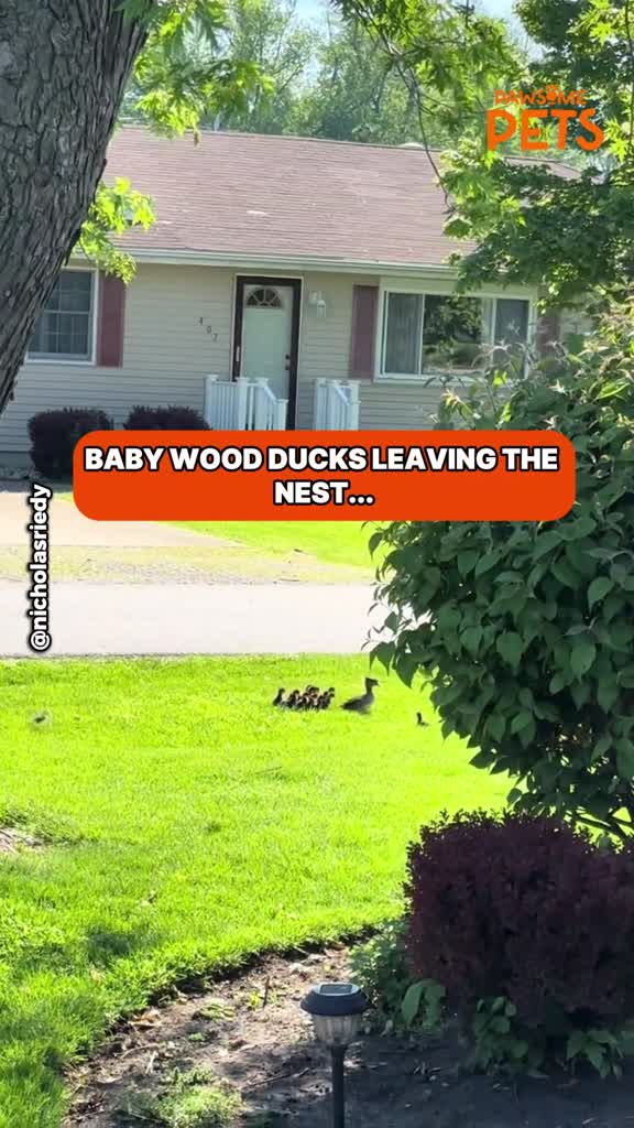 Viewers stunned after learning how wood ducklings leave the nest