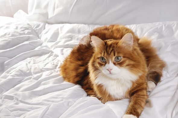 Cat owners only just discovering what it means when pets sleep at your feet