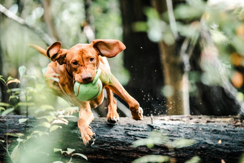 10 dog breeds that feel everything deeply – and 3 that keep their distance