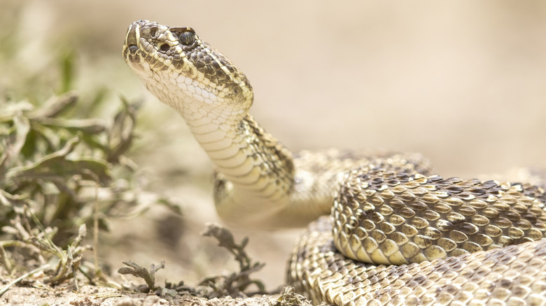 These are the only two US states for completely snake-free hiking and ...