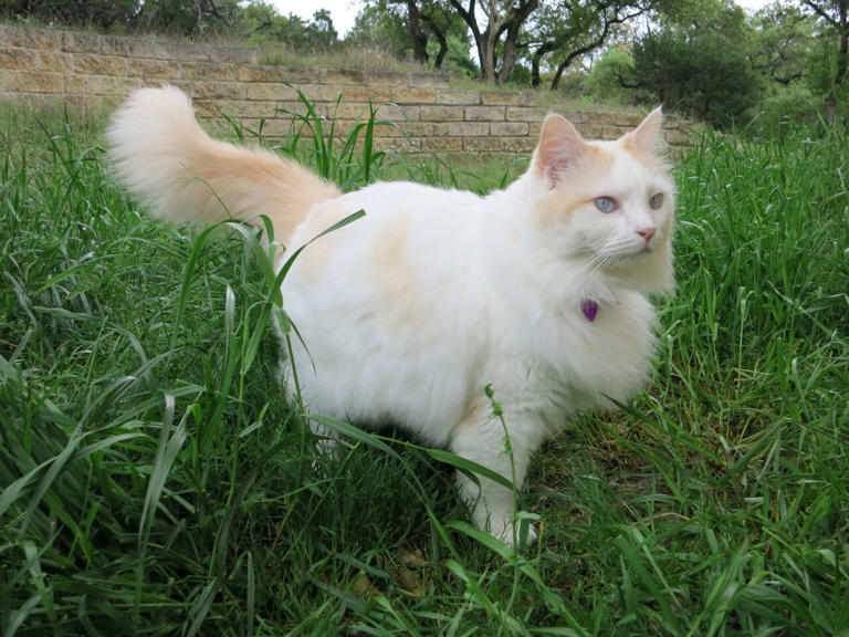 This Austin woman's cat died unexpectedly. She spent $25K to clone her.
