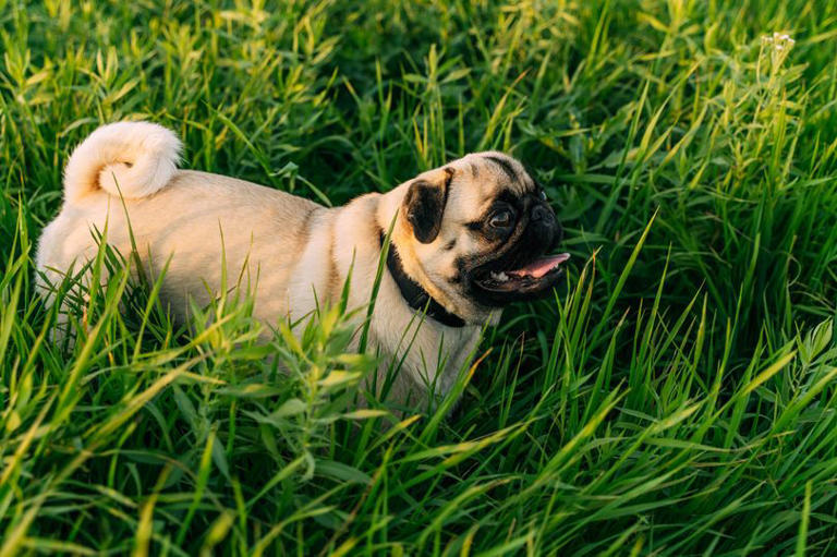 Vet tells dog owners common walking mistake could be dangerous