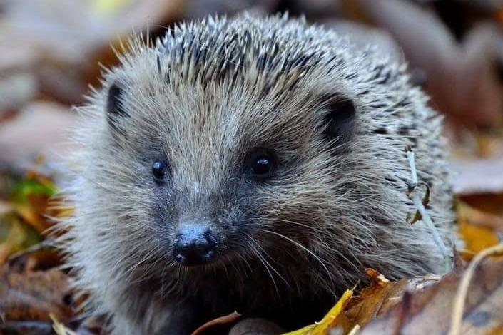 Chesterfield hedgehog rescuer warns poor advice is costing lives