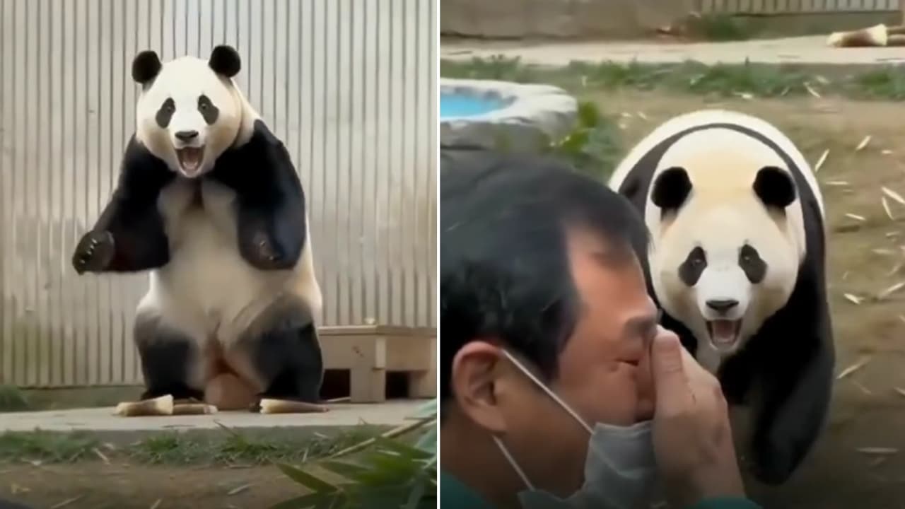 Viral video | Panda recognises former caregiver after years, emotional ...