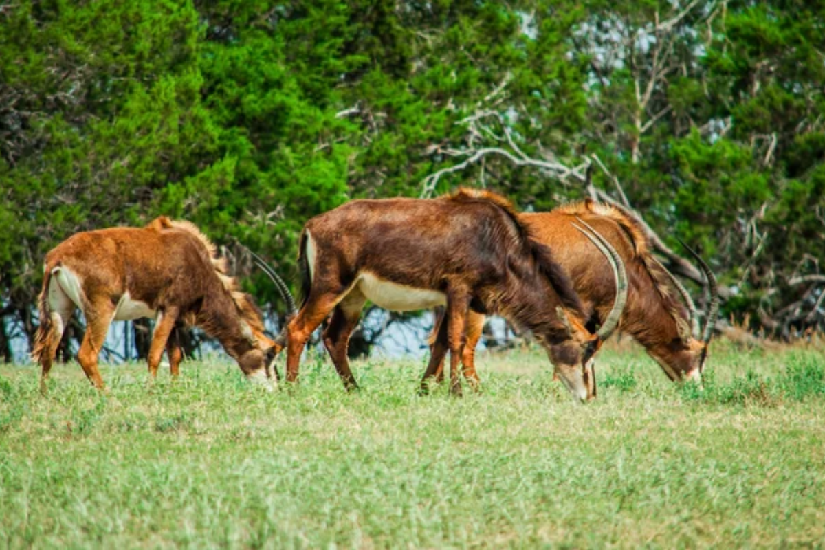20 drive-thru wildlife safaris across America