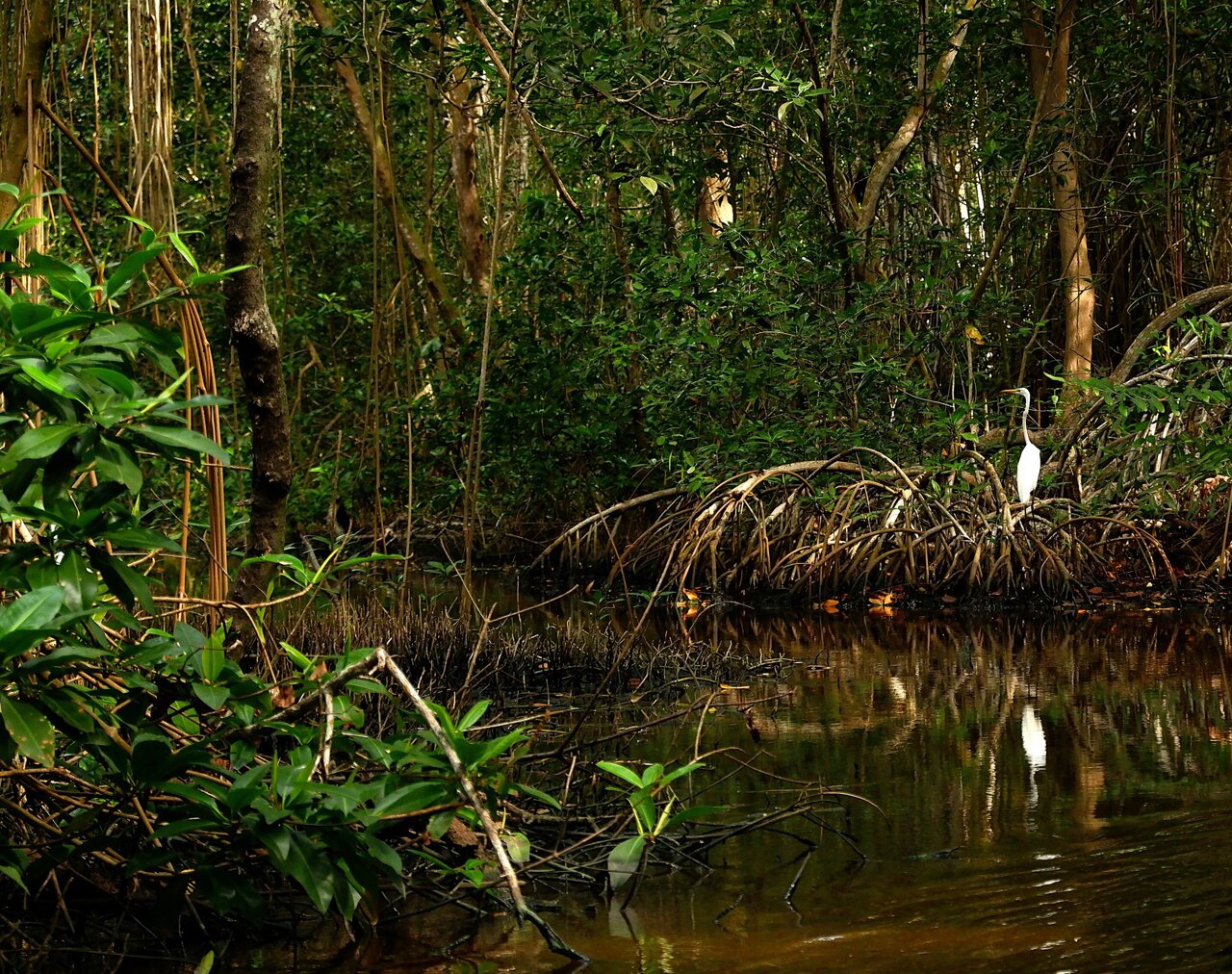 Rising seas could eventually drown mangroves and release carbon