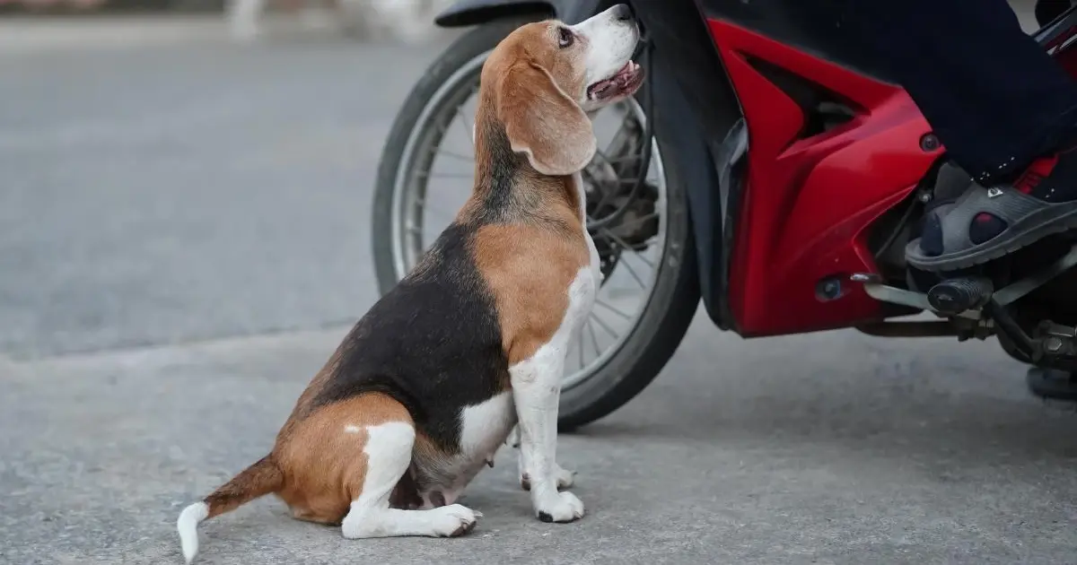 Dog lost & alone in NYC runs a mile to the place he feels safest - a ...