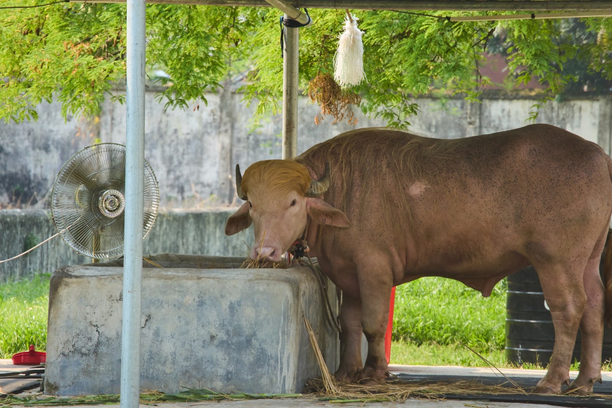 Buffalo that resembles Trump now living the high life
