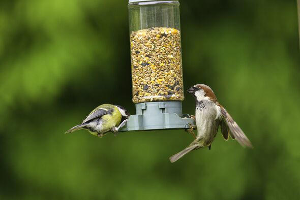 RSPB 'bans' UK households from leaving seed out for birds - started in May