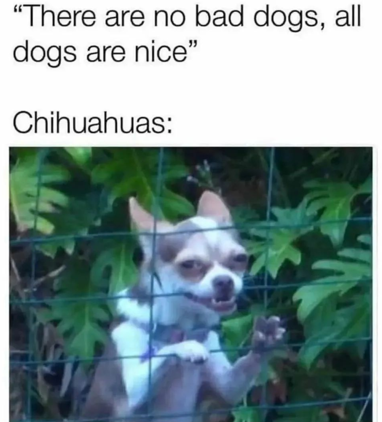 I swear it wasn’t me: 23 dog memes capturing mischievous doggos in the ...