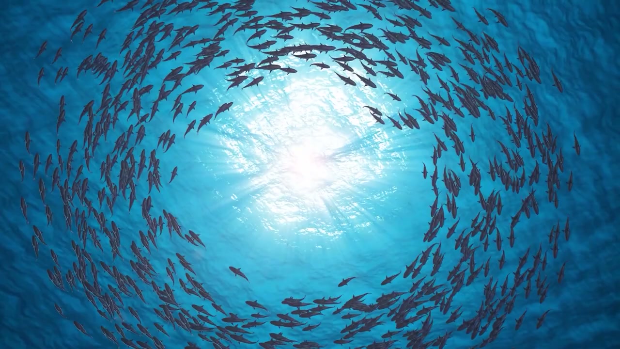 Orcas hunt great whites to feed on their livers