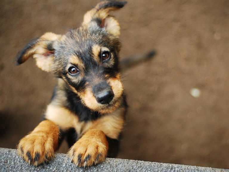 2026 dog licenses in Southington, what you need to know
