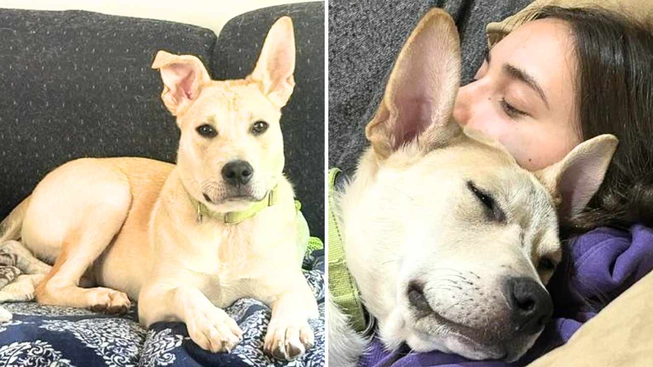 Meet Bombay Spirits: The local puppy looking for love after being ...