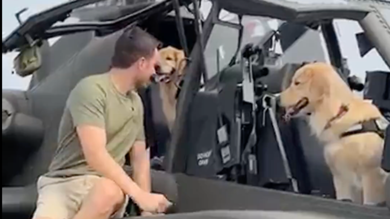Therapy dogs surprise Army soldiers