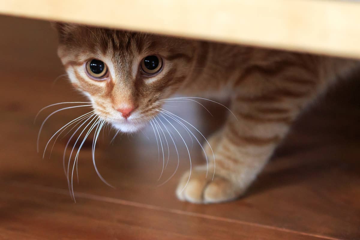 A 13-year-old cat plays hide-and-seek with a tiny 2-month-old puppy