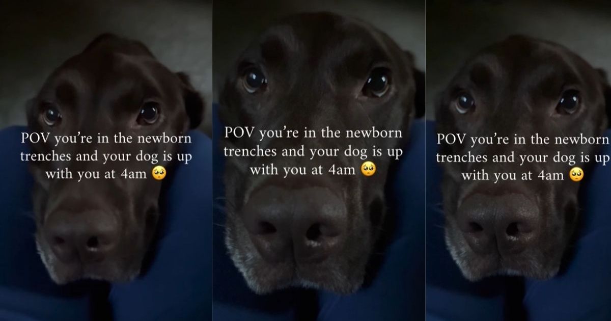 Dog Refuses To Sleep While Mom Cares for Newborn Baby & It's a ...