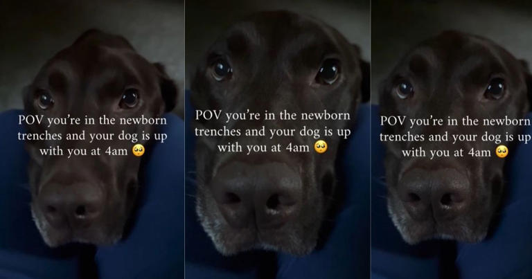 Dog Refuses To Sleep While Mom Cares for Newborn Baby & It's a ...