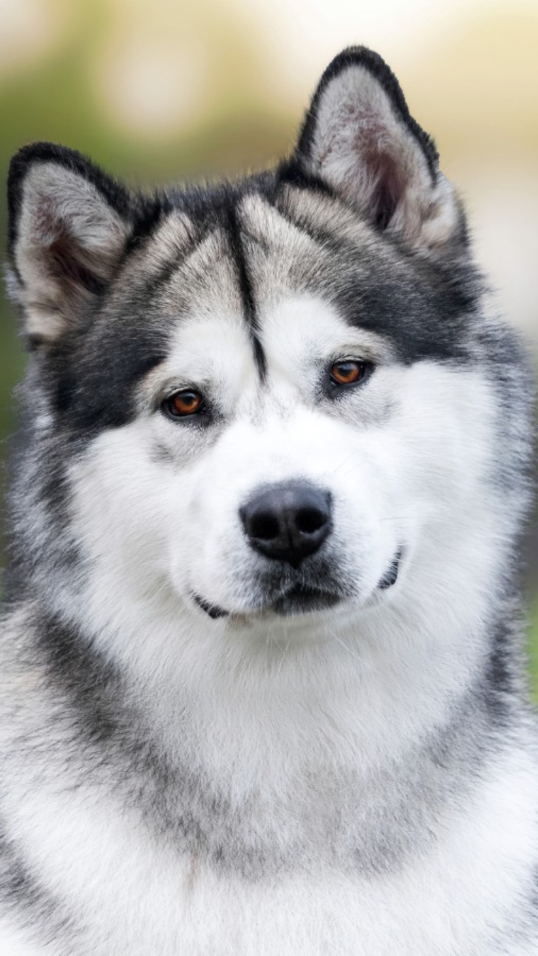 These dog breeds value independence