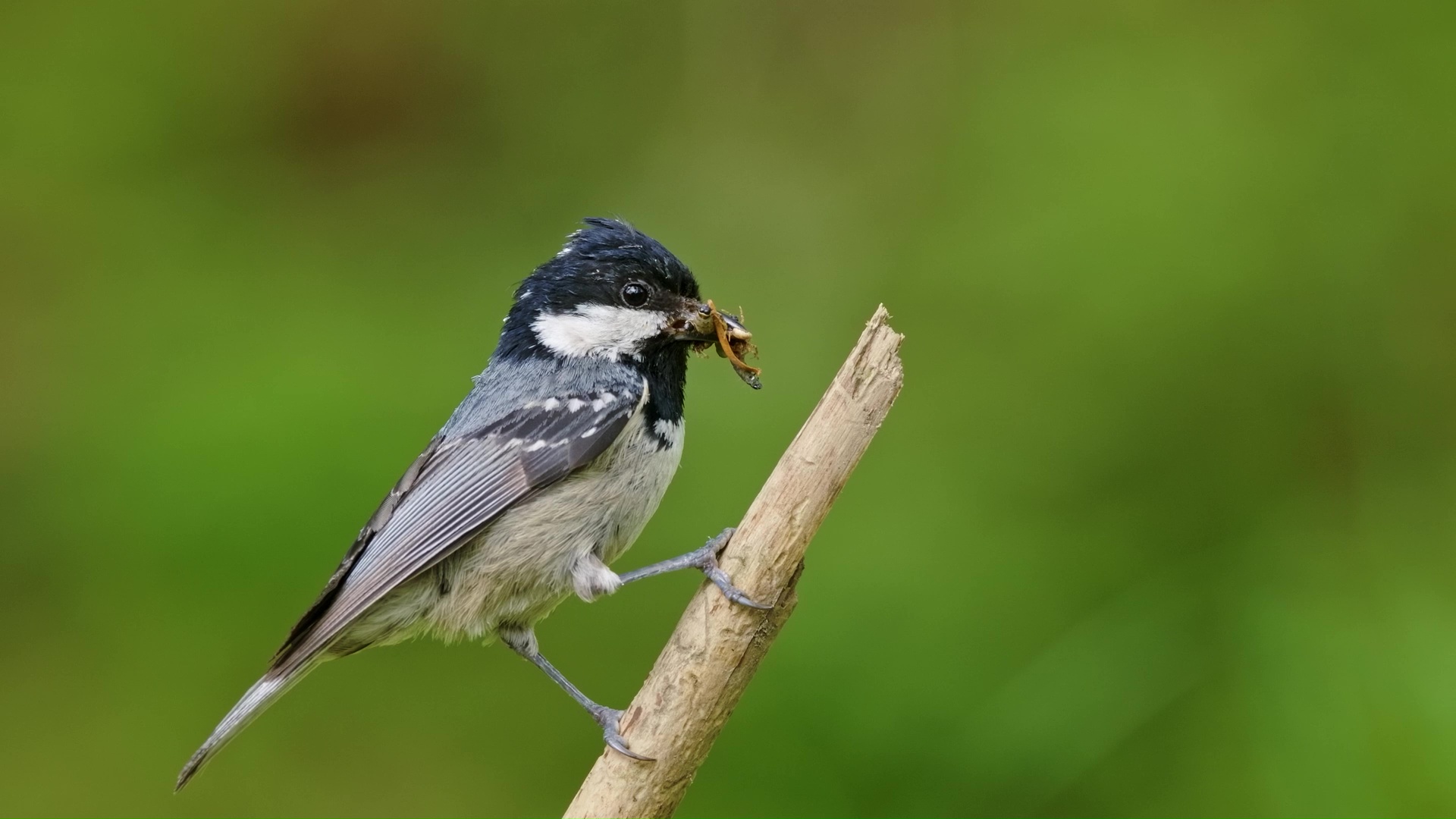 This tiny bird worked hard to feed its young