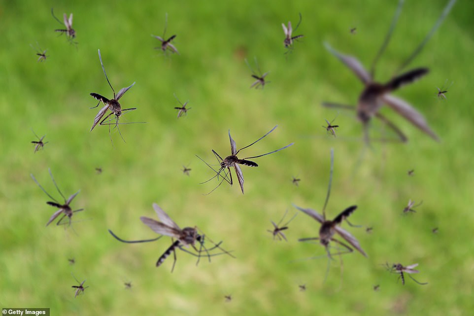 Google plans US release of 64 million bacteria-carrying mosquitoes