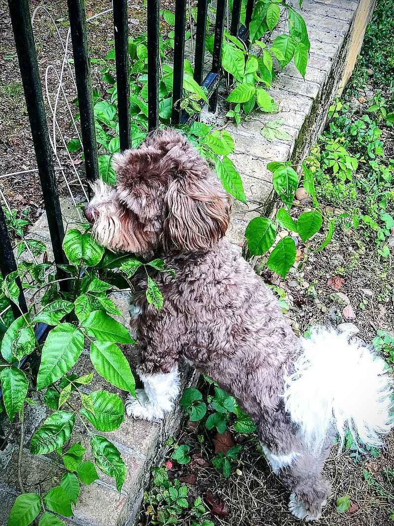 13 fun-loving dogs that can turn first-time ownership into pure joy