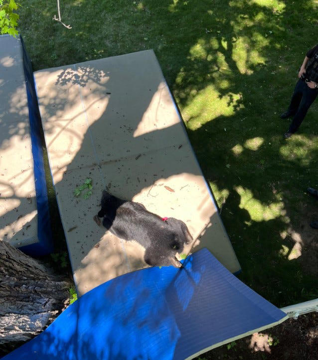 A black bear found its way into Mount Pleasant. Now it has a new home