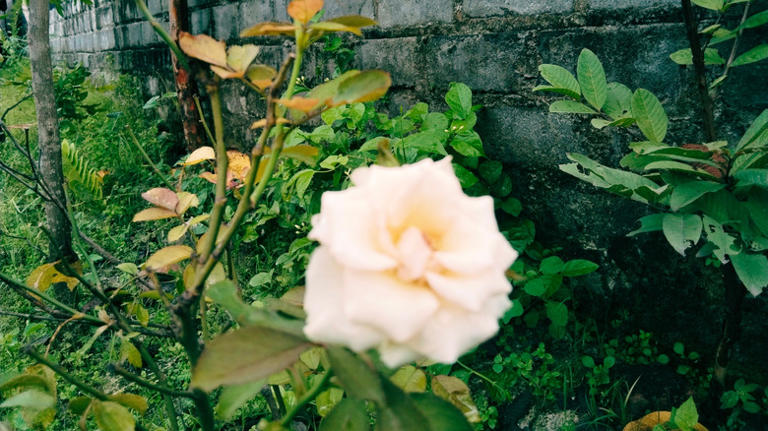 Make your garden feel more sentimental with the nostalgia gardening trend