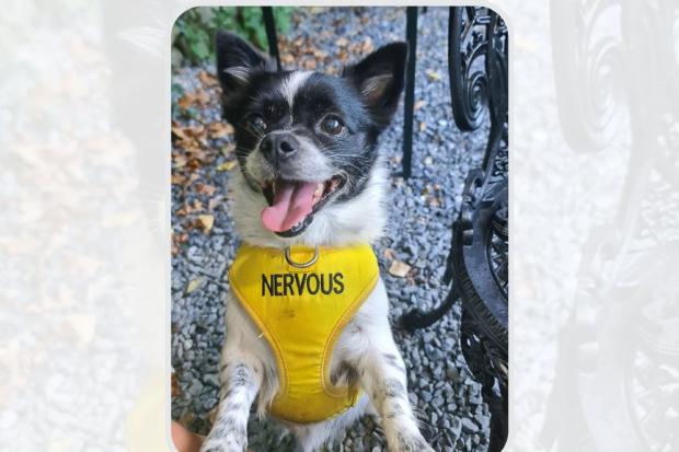 'A piece of my heart is missing' - Owner's desperate appeal over lost dog